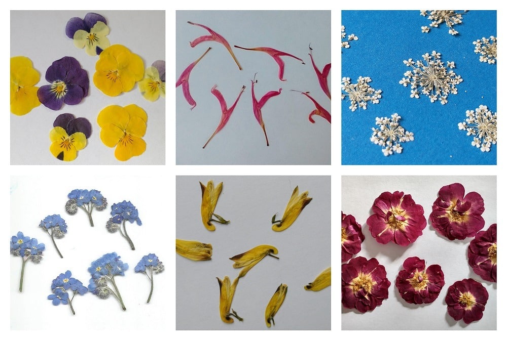 UK pressed flowers to buy from our own workshop - Daisyshop